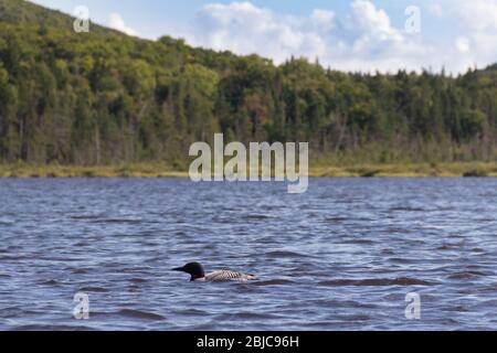 Loon floating the day away among the White Mountains of New Hampshire ...