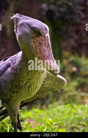 The Shoebill is a unique endemic of swamps and marshlands of Central ...