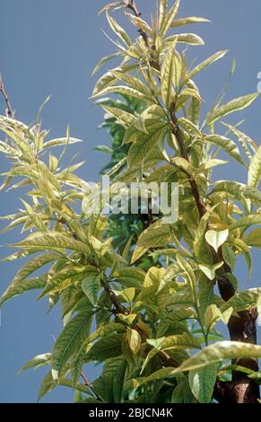 Interveinal chlorosis, dark green contrasting yellow chlorotic leaves ...
