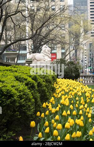 Lion Statue in springtime, New York Public Library, Main Branch, NYC ...