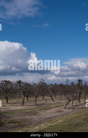 landscape with empty apple trees without leaves and fruits at the ...