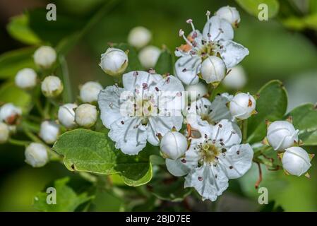 Blooming Hawthorn Flowers in Spring Stock Photo - Alamy