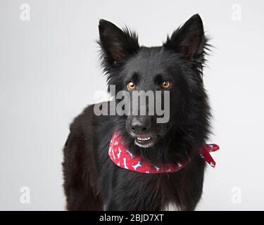 German Shepherd on black background with neon gradient blue red ...