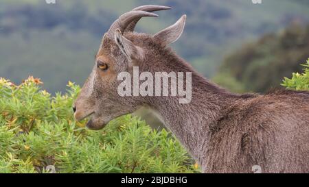 Nilgiri Tahr-varayadu, goat in munnar Stock Photo - Alamy