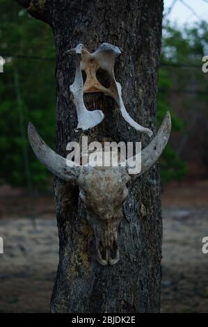 skulls of animals hanging on trees are in the wilderness, traces of ...