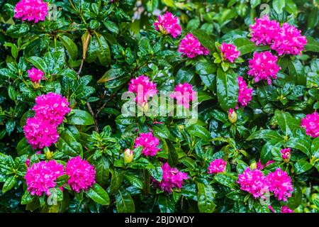 Rhododendron Rocket growing in a Country Garden Stock Photo - Alamy