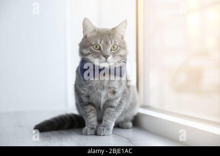Funny cat sitting on window sill. A beautiful gray sphinx cat ...