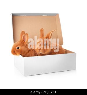 Funny cute rabbits at rabbits box on the rural ranch Stock Photo - Alamy