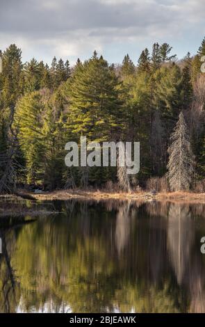 Reflections In The Water At Algonquin Park Stock Photo - Alamy
