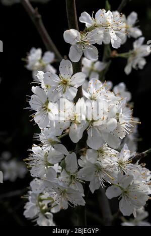 Victoria plum blossom Stock Photo - Alamy