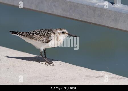 Sanderling feeding on insects caught in a spider web on a pier railing ...