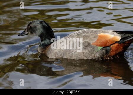 Paradise duck in nature, New Zealand Stock Photo - Alamy