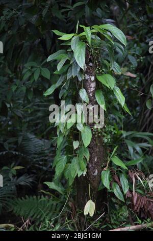 A Forest of Tropical Trees, Grand Etang National Park and Forest ...