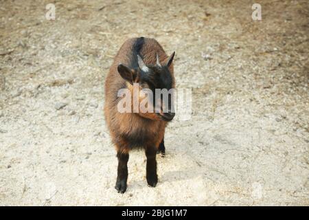 Cute funny goat in zoological garden, closeup Stock Photo - Alamy