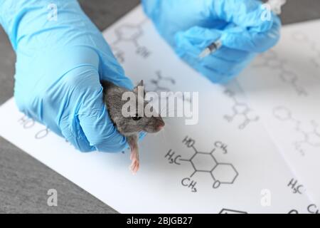 Hands of scientist giving injection to rat in laboratory Stock Photo ...