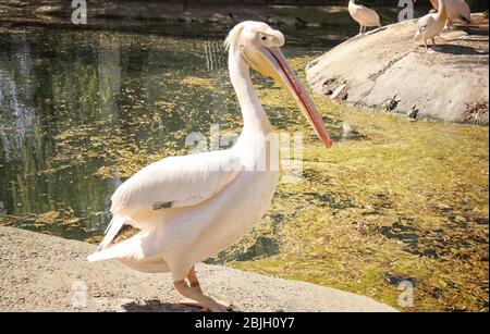 Cute pelican in zoological garden. Angry Pelican with a sad face walks ...
