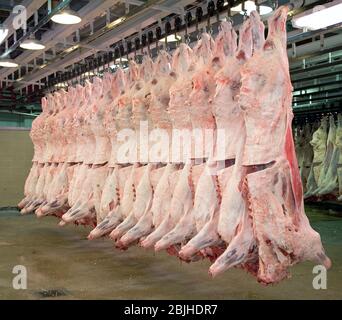 Freshly slaughtered beef carcasses hanging in a refrigerated cooler of ...