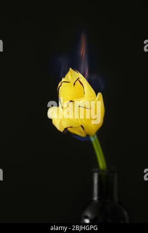 Burning tulip on black background Stock Photo - Alamy