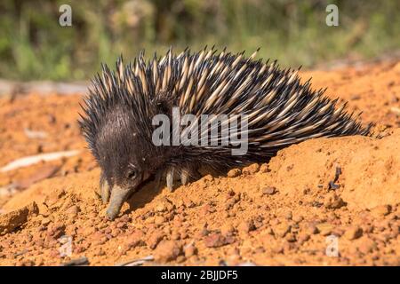 Short-beacked Echidna digging a hole Stock Photo - Alamy