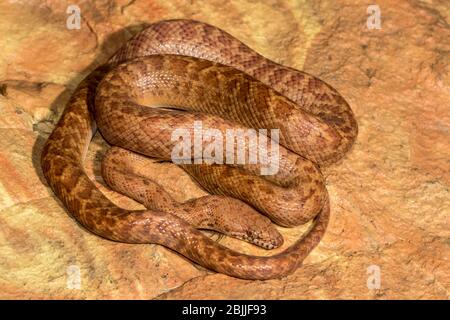 Pygmy python / Antaresia perthensis Stock Photo - Alamy