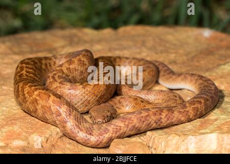 Pygmy python / Antaresia perthensis Stock Photo - Alamy