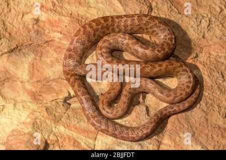 Pygmy python / Antaresia perthensis Stock Photo - Alamy