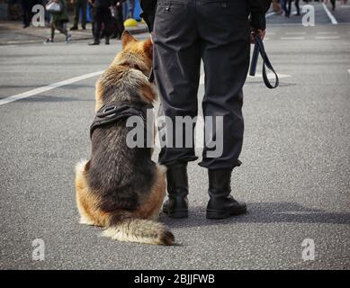 Smart police dog sitting outdoors Stock Photo - Alamy