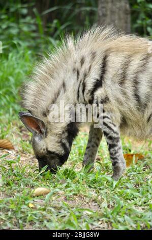 Striped hyenas have a broad head with dark eyes, a thick muzzle, and ...