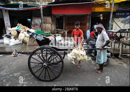 traditional hand pulled rickshaw puller pulling with passenger on ...