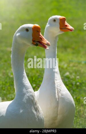 Domestic geese, Anser anser domesticu on the beach, sideways, standing ...