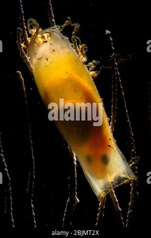 marine DOGFISH Embryo Stock Photo - Alamy