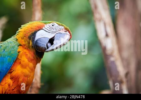 A close up of a curious Macaw parrot (Ara macao) tilting its head Stock ...