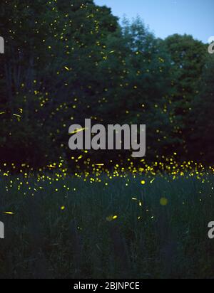 Firefly Flashing at Night - Lightning Bug Stock Photo - Alamy