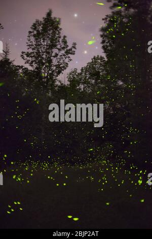 Firefly Flashing at Night - Lightning Bug Stock Photo - Alamy