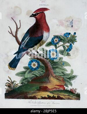 Plate from 18th century encyclopedia showing an illustration of a human ...