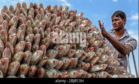 Hilsha - Most delicious fish in the world. It is a very popular and ...