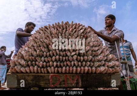 Hilsha - Most delicious fish in the world. It is a very popular and ...
