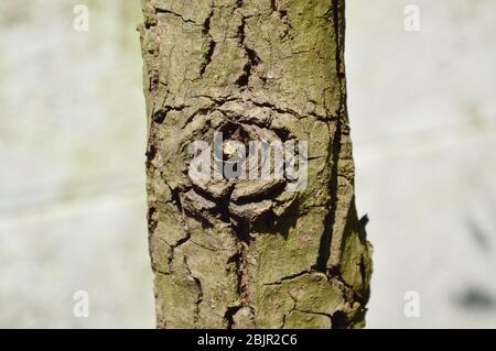 tree gnarl look like eye ball in garden Stock Photo - Alamy