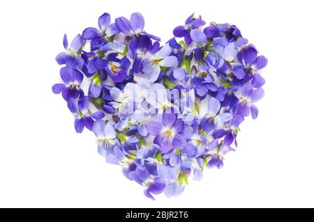 Violet flowers and heart made of white satin ribbon on pink background ...