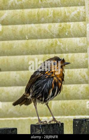 Ware, United Kingdom. 30 April, 2020 Pictured: A robin is caught in a ...