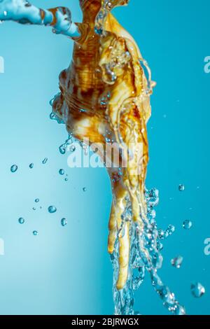 Sea shell pouring ice water with splashes on a blue background copy ...