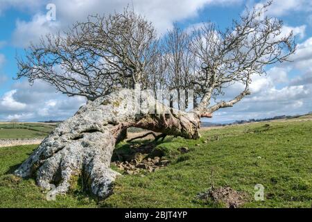 roots berries trees mountain ash rowan Scotland autumn Sorbus aucuparia ...