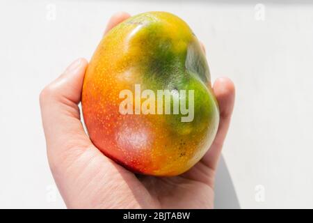 Fashion ugly organic mango. Deformed with a damaged, ugly skin ...