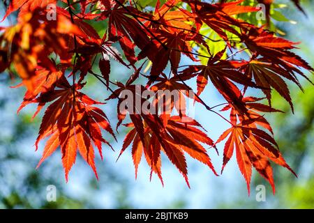 Japanese Maple Acer palmatum 'Tama Hime' detail maple red leaves ...