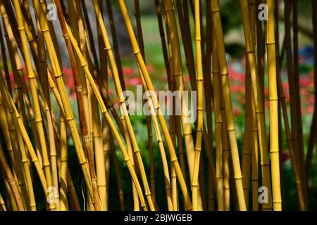 phyllostachys vivax aureocaulis,golden bamboo,yellow stem bamboo ...