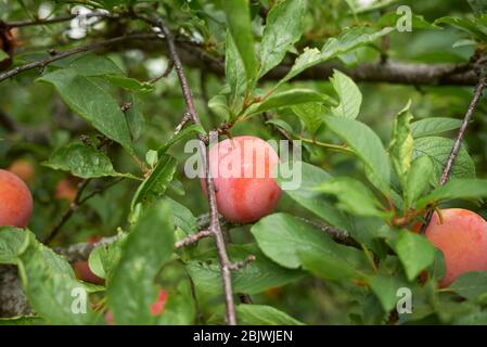 Chinese Plum, Japanese Plum (Prunus salicina), variety: Angeleno. Ripe ...