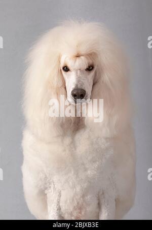 Giant Poodle Puppy Stock Photo - Alamy