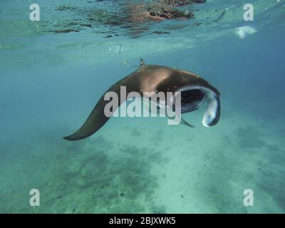Giant manta ray eating plankton in water of Mozambique Channel Tofo ...