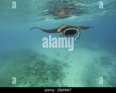 Giant manta ray eating plankton in water of Mozambique Channel Tofo ...