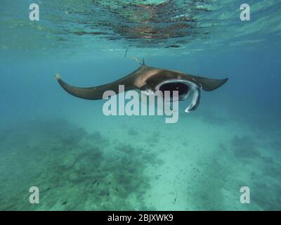 Giant manta ray eating plankton in water of Mozambique Channel Tofo ...